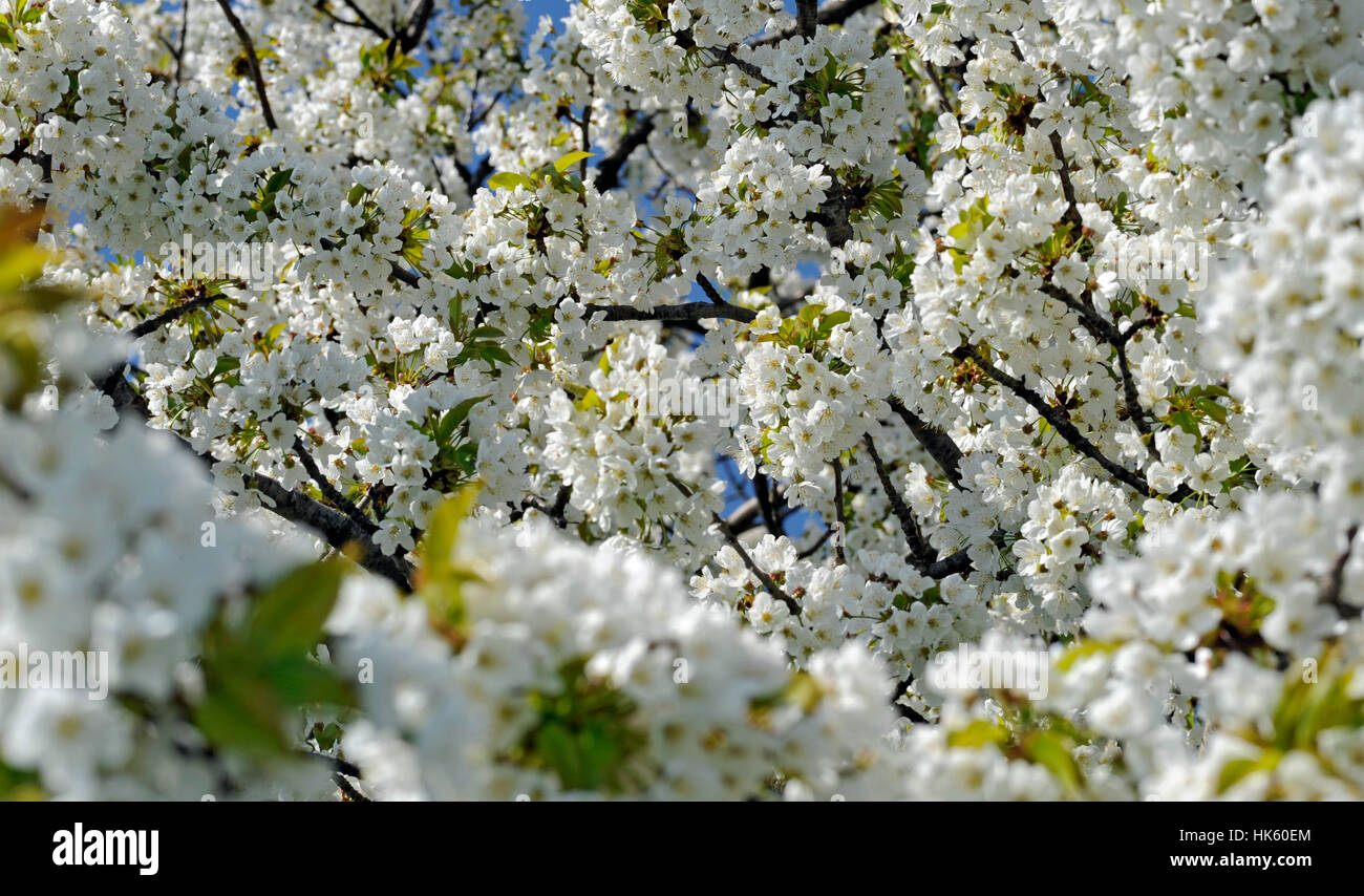 blue, tree, green, bloom, blossom, flourish, flourishing, blank ...
