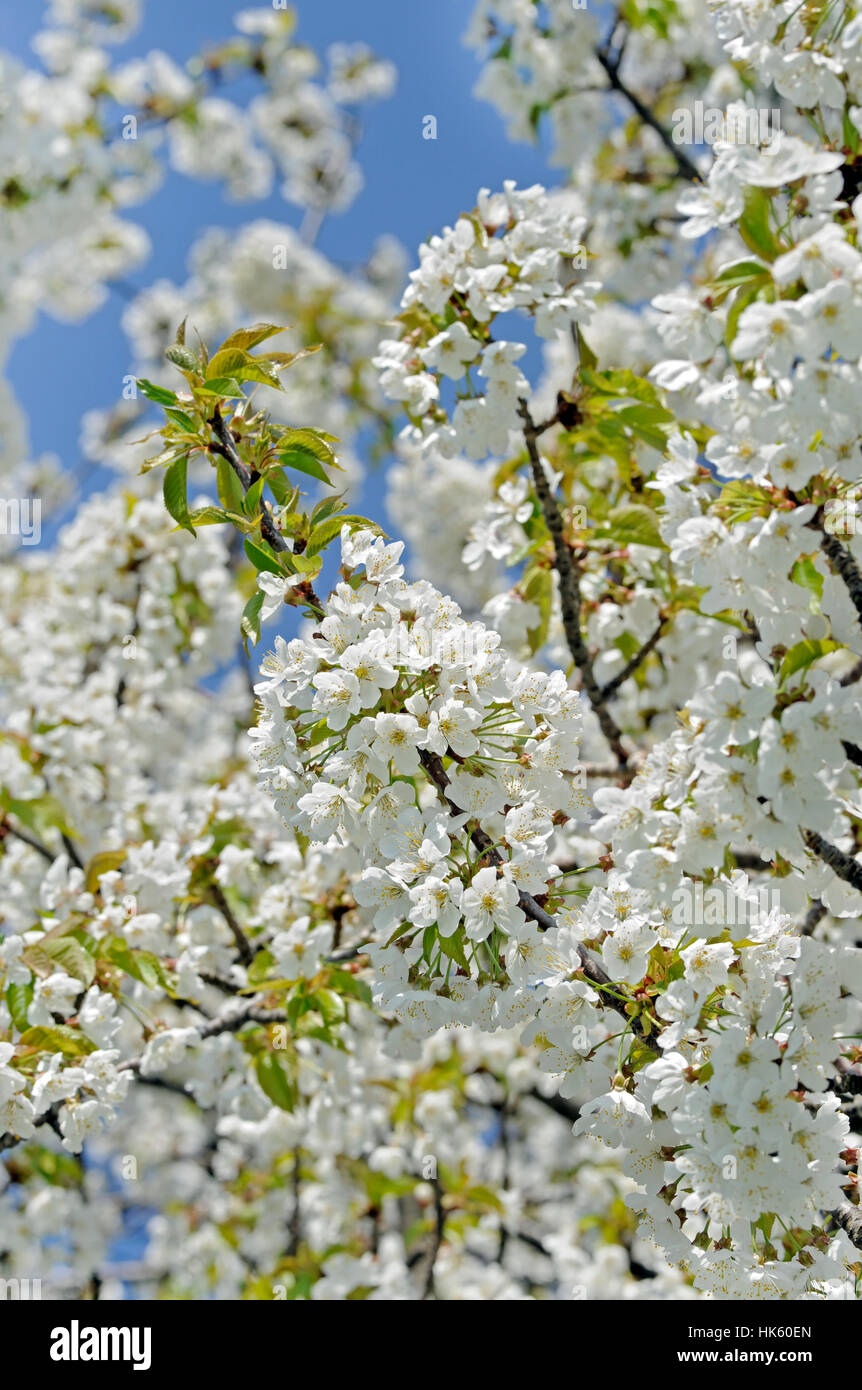 blue, tree, green, bloom, blossom, flourish, flourishing, blank ...