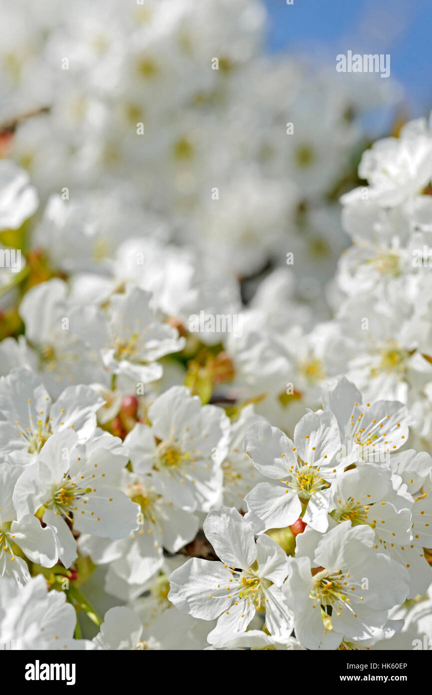 blue, tree, green, bloom, blossom, flourish, flourishing, blank ...