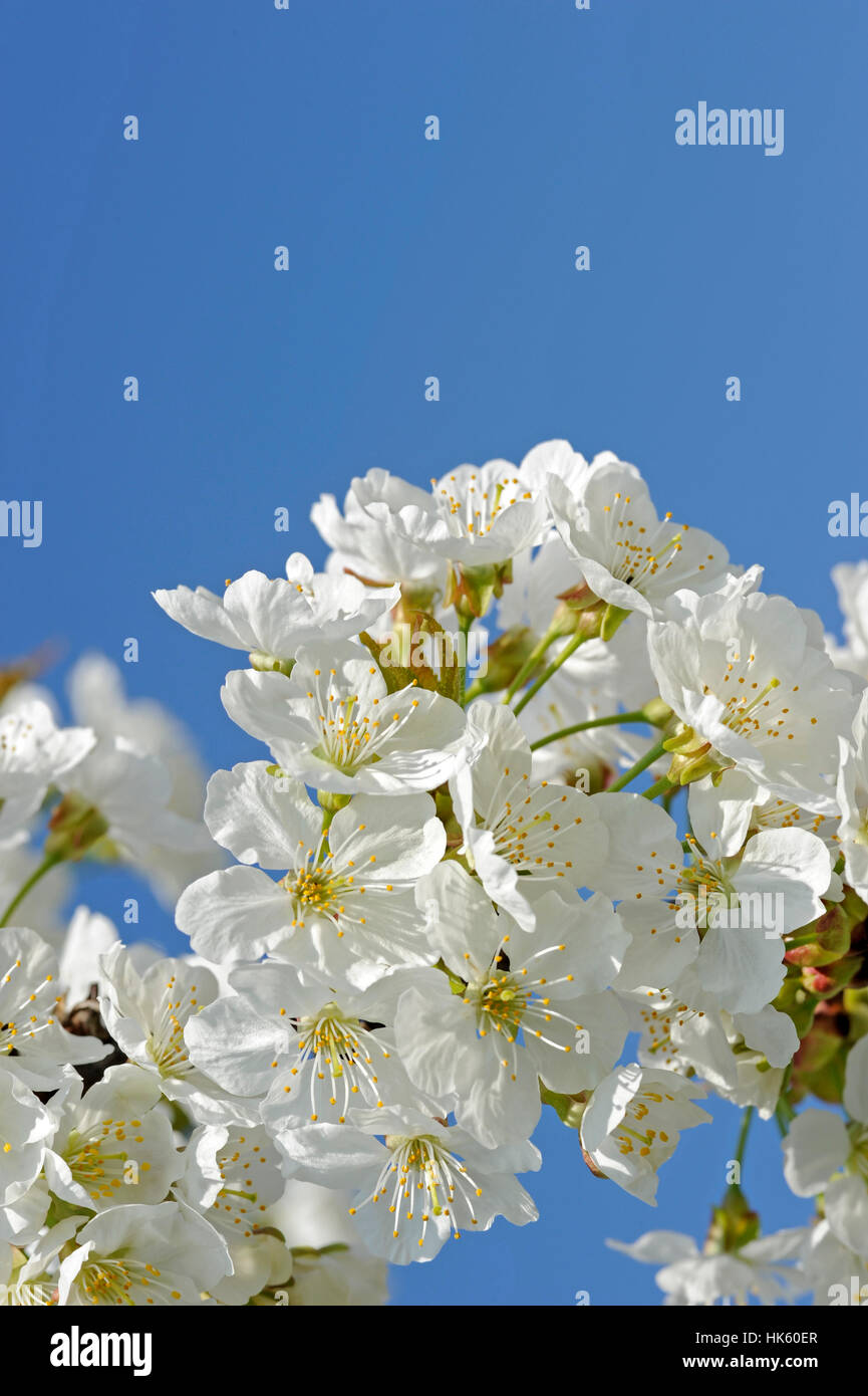 blue, tree, green, bloom, blossom, flourish, flourishing, blank ...