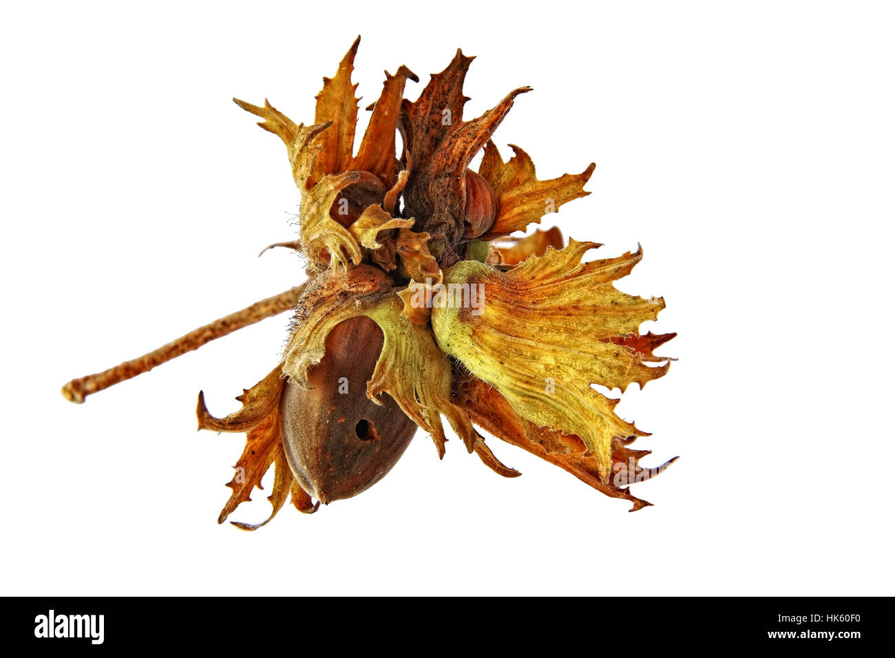 fall, autumn, shrub, fall, hazel bush, plant, autumn, haselnu, nu ...