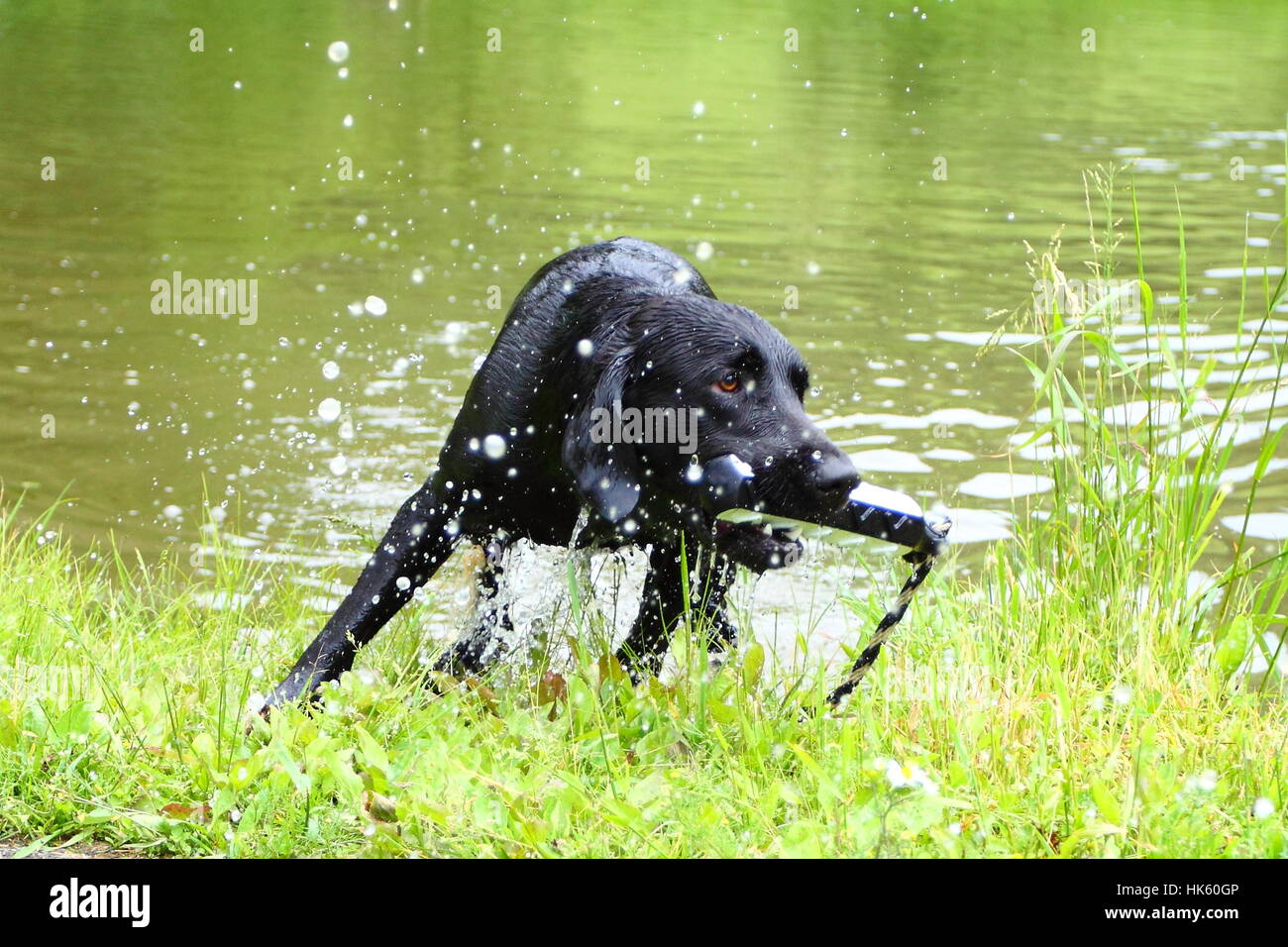 River and dog hi-res stock photography and images - Alamy