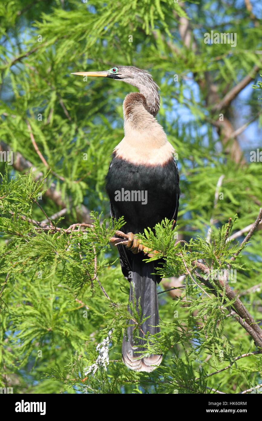 female, animal, bird, fauna, wild, swamp, birds, wing, feathers ...