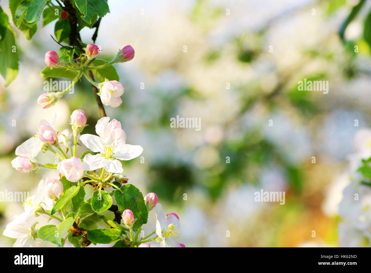 close, tree, flower, plant, bloom, blossom, flourish, flourishing ...