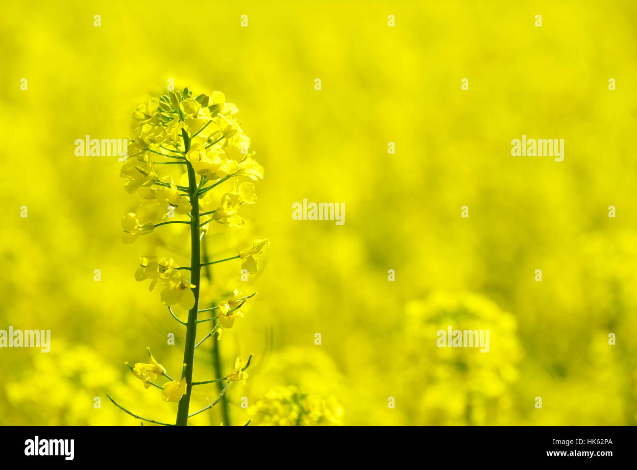 Rape flower in a field Stock Photo - Alamy