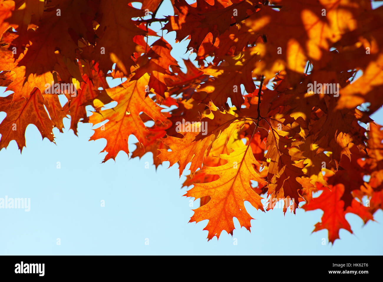 environment, enviroment, tree, leaves, branches, maple, growth, plants ...