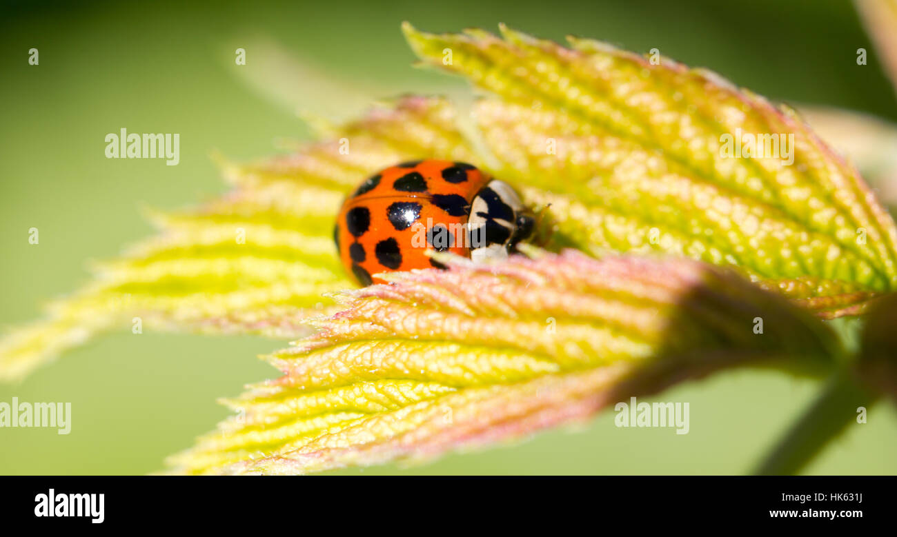 legs, insect, scrabble, crawling, beetle, dots, nature, ladybug, legs ...
