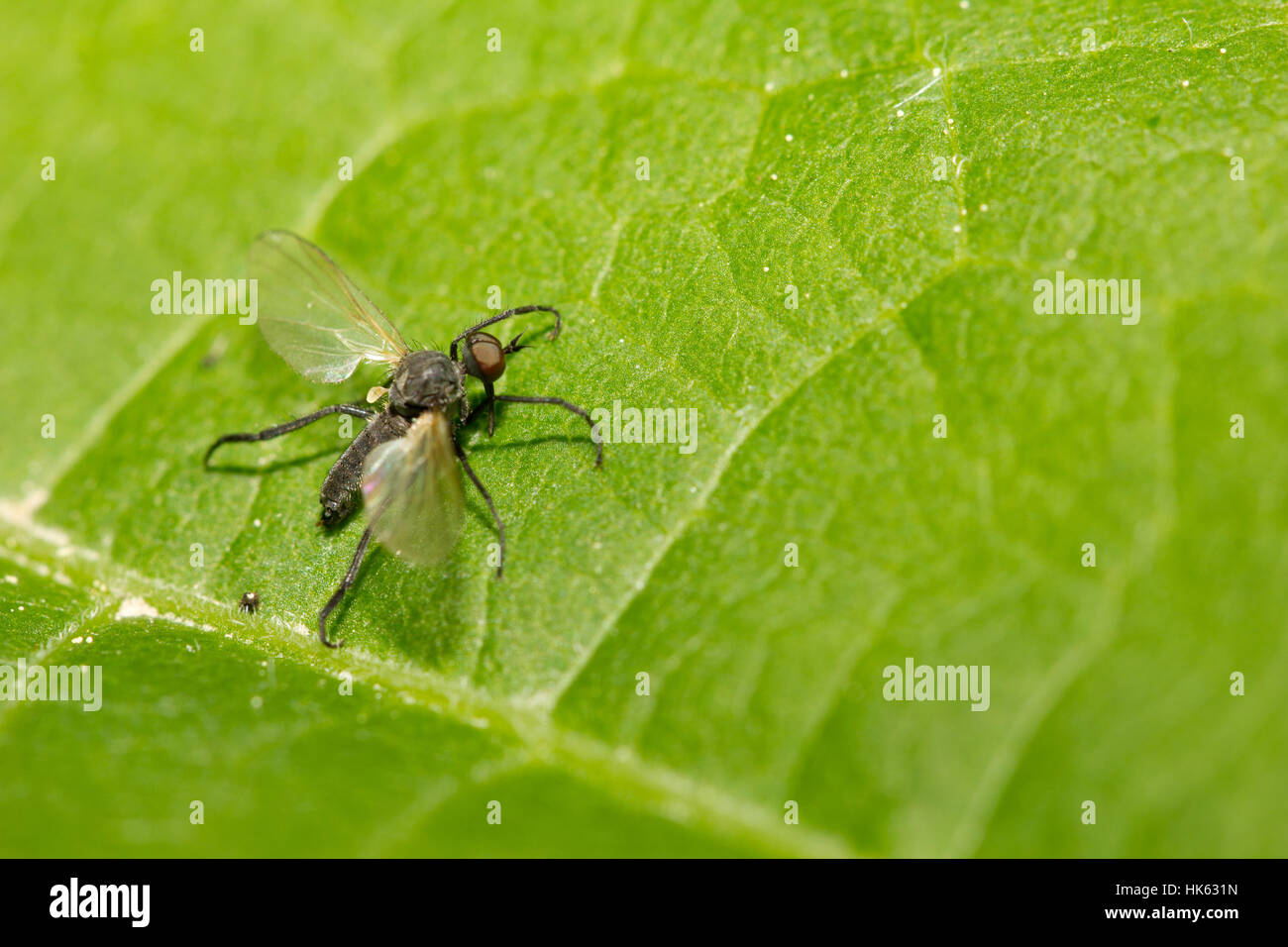 legs, leaf, insect, bloom, blossom, flourish, flourishing, wing, fly ...
