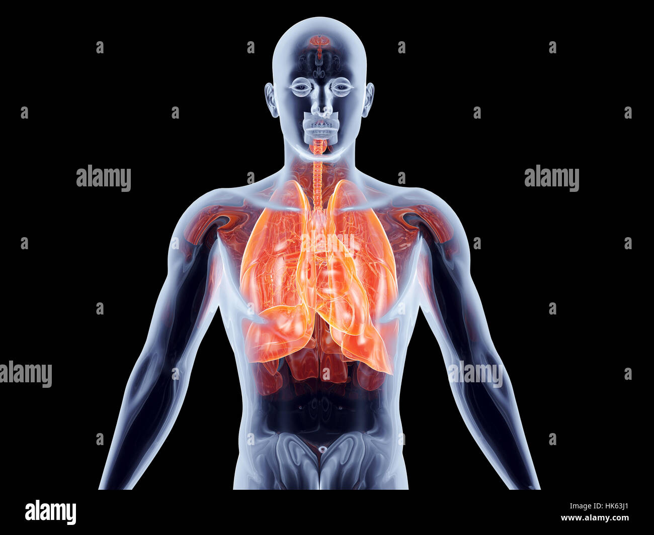 education, graphic, science, research, male, masculine, skin, human ...
