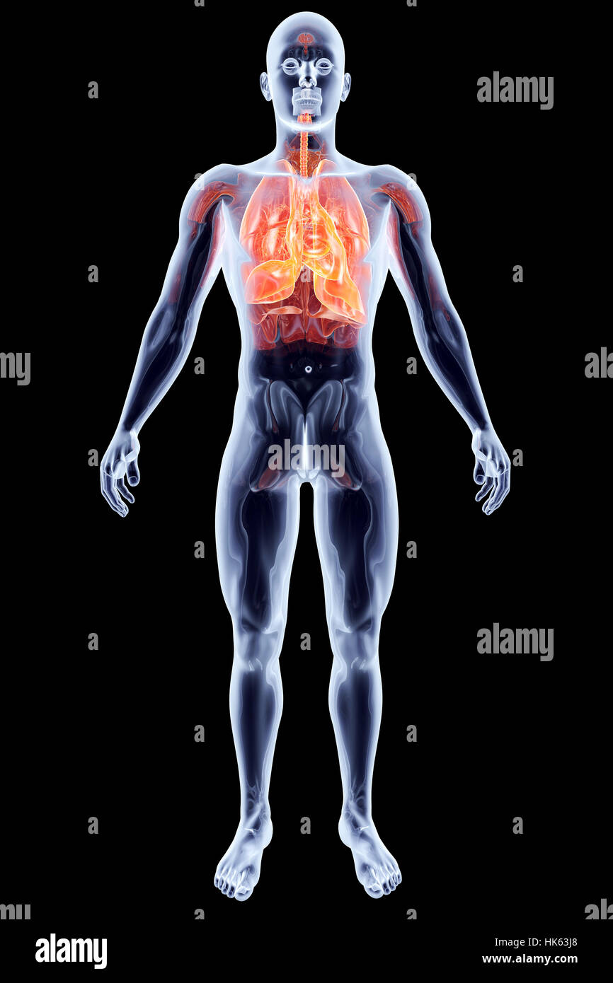 education, graphic, science, research, male, masculine, skin, human ...