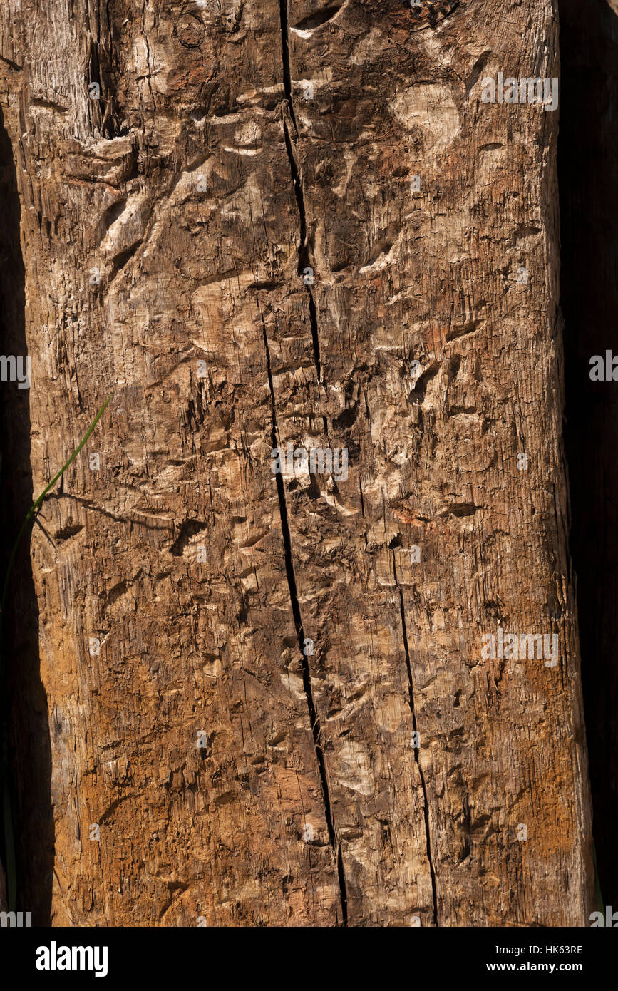 old wood texture Stock Photo - Alamy