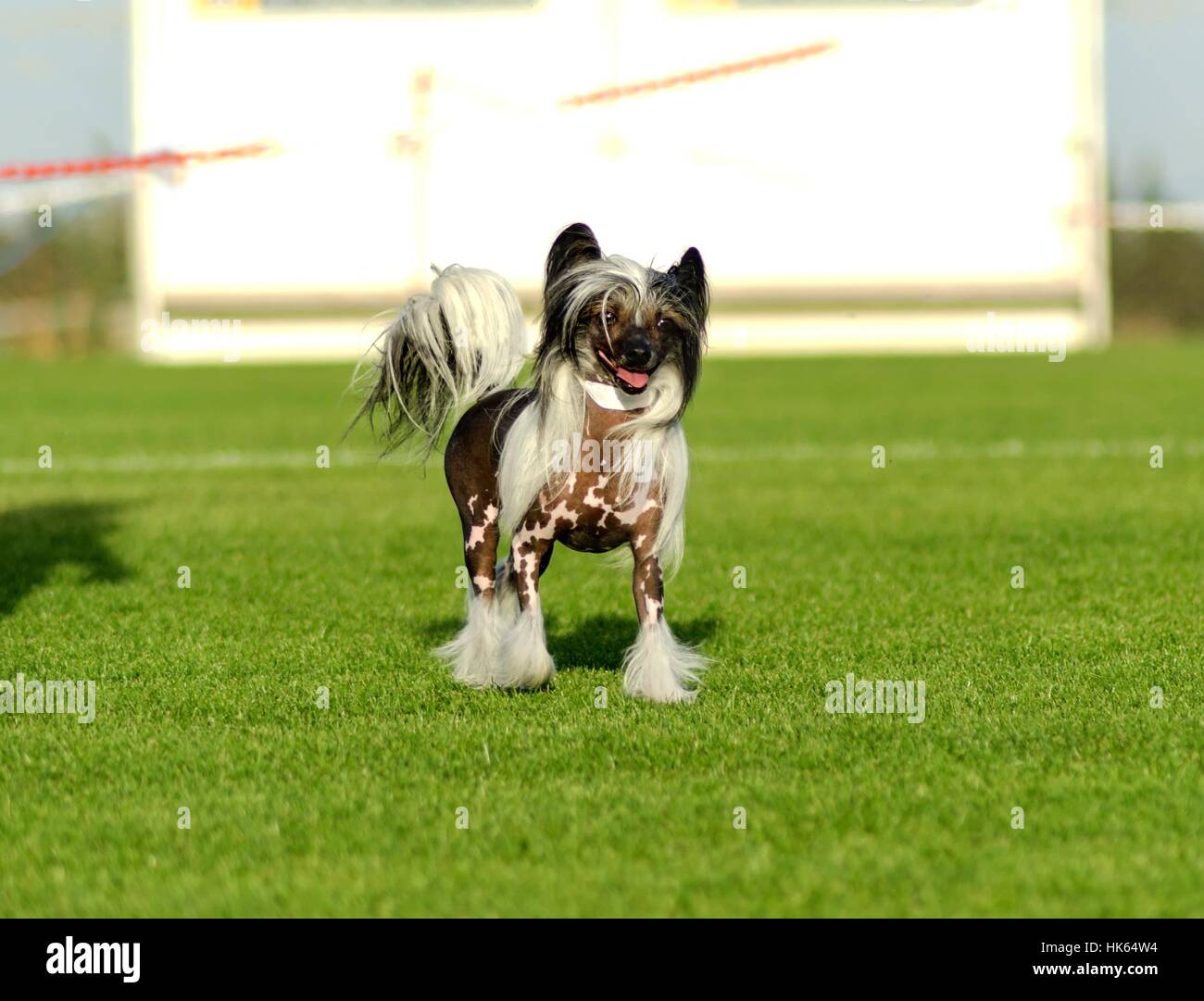 small, tiny, little, short, dog, chinese, hairless, purebred, beautiful ...
