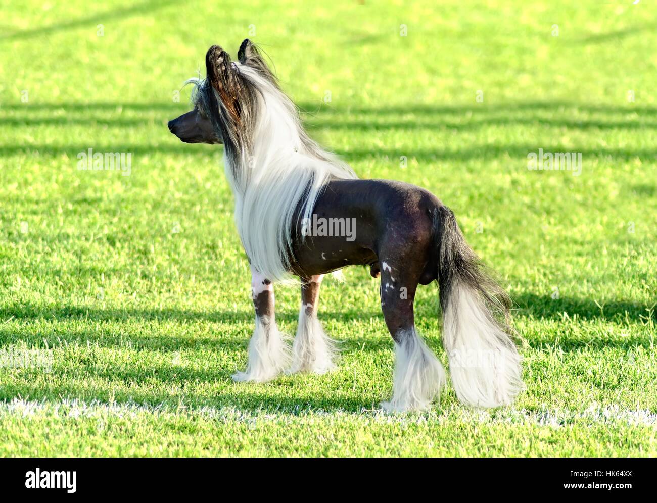 look, glancing, see, view, looking, peeking, looking at, small, tiny ...