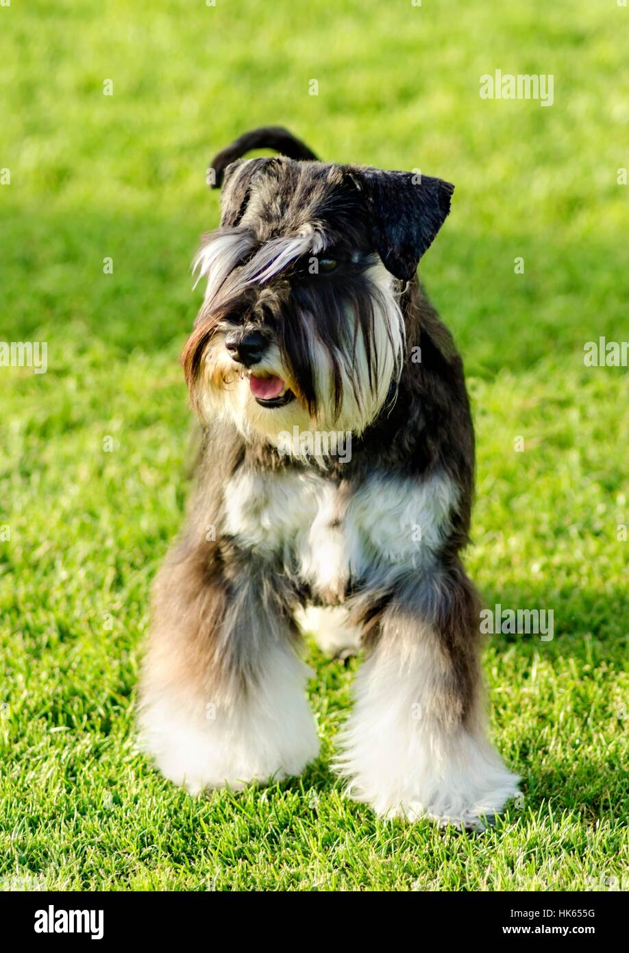 Silver dog hi-res stock photography and images - Alamy