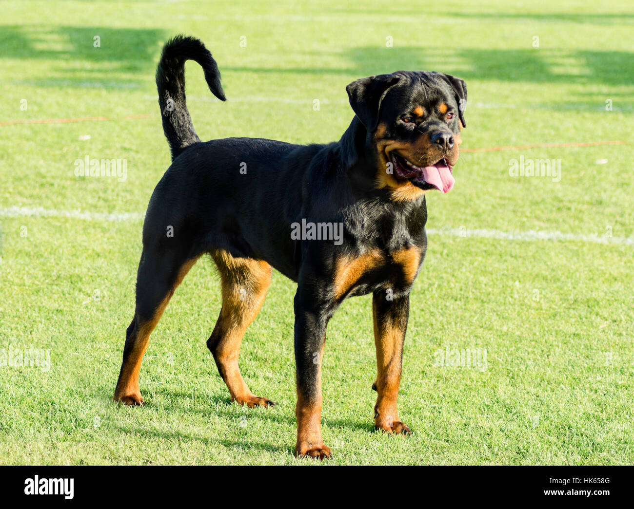 animal, guard, dog, watchdog, guide, rottweiler, security, safety ...