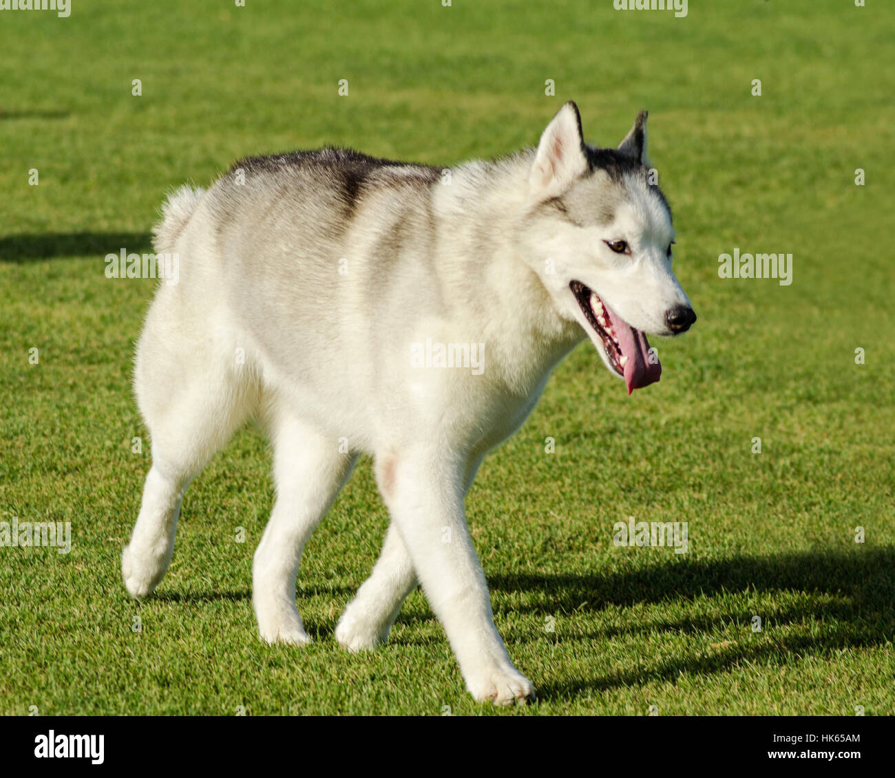 animal, black, swarthy, jetblack, deep black, dog, siberia, wolf, white ...