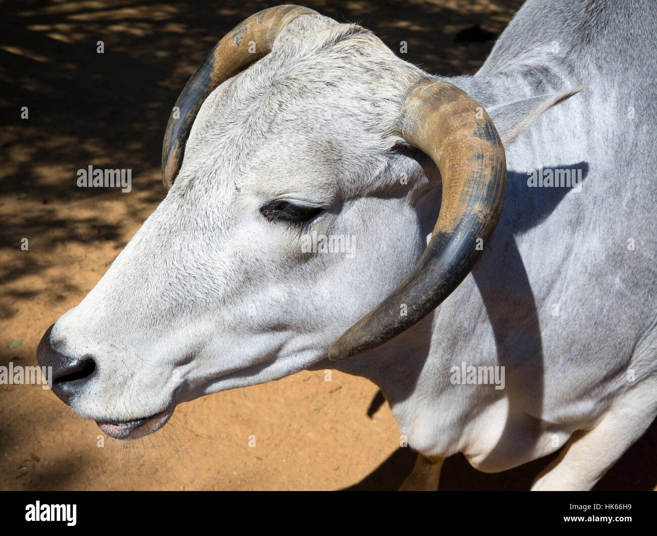 close, profile, detail, colour, closeup, american, animal, mammal, bull ...