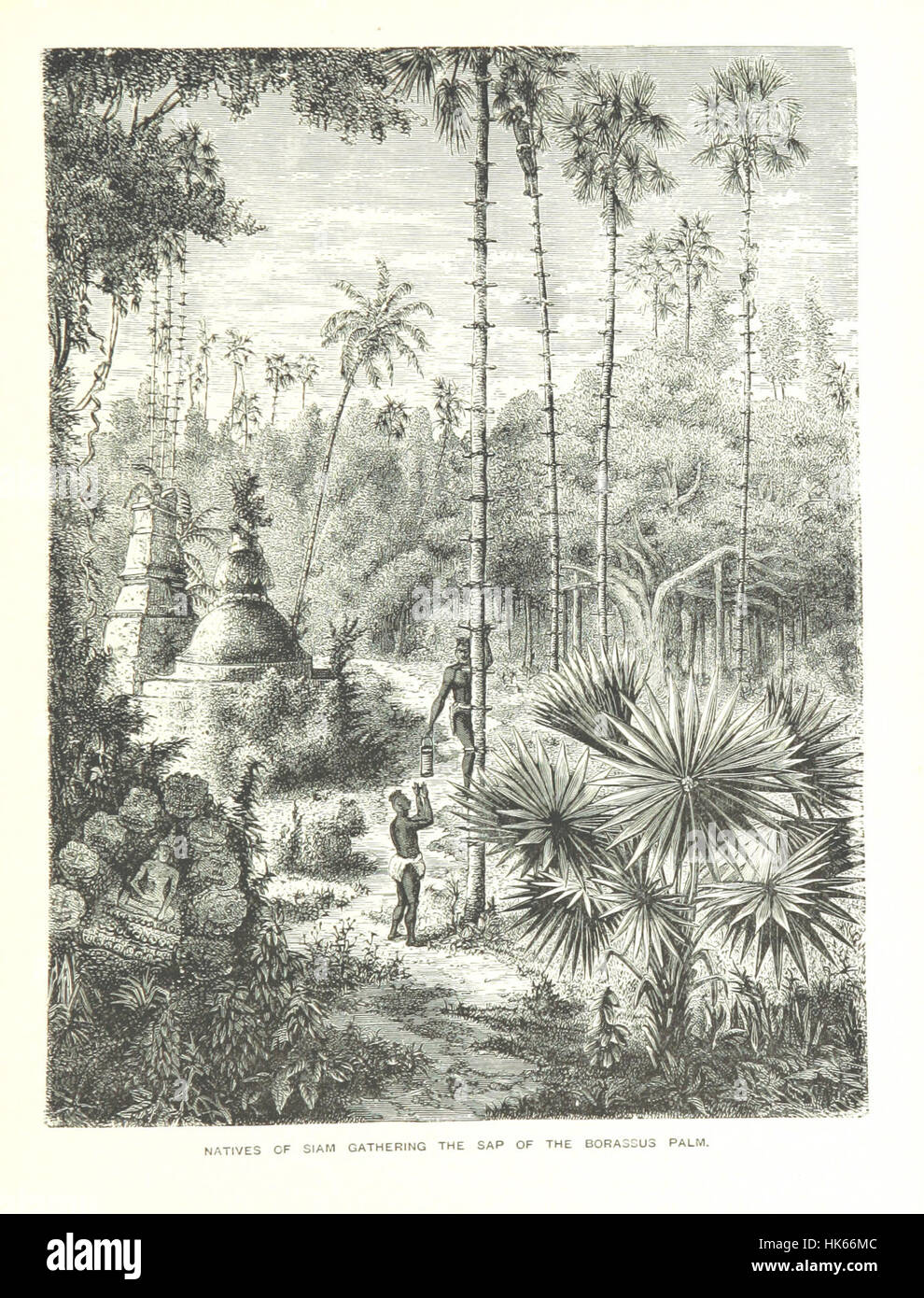 Image from 'Wonderland, or, Curiosities of Nature and Art', a book ...
