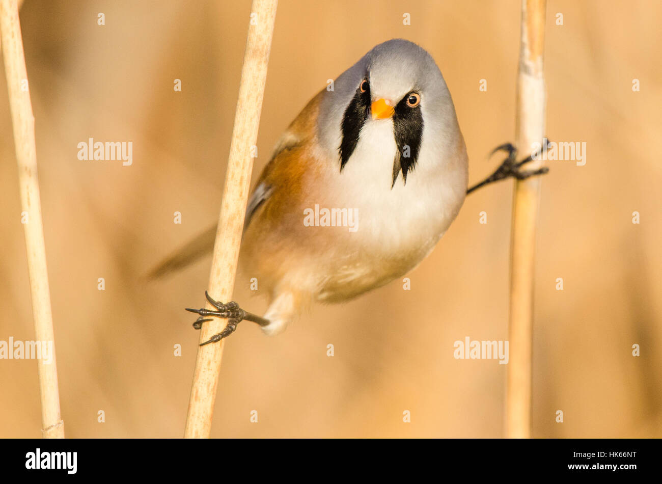 Bearded reedling (Panurus biarmicus) does the splits, funny, Seewinkel ...