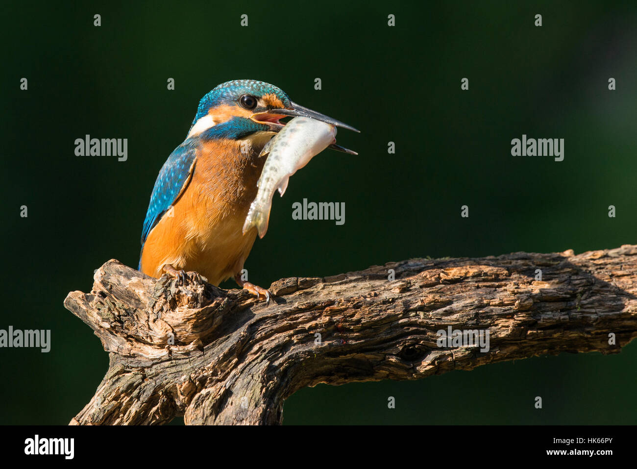 Kingfisher (Alcedo atthis) with fish as prey, Lower Austria, Austria ...