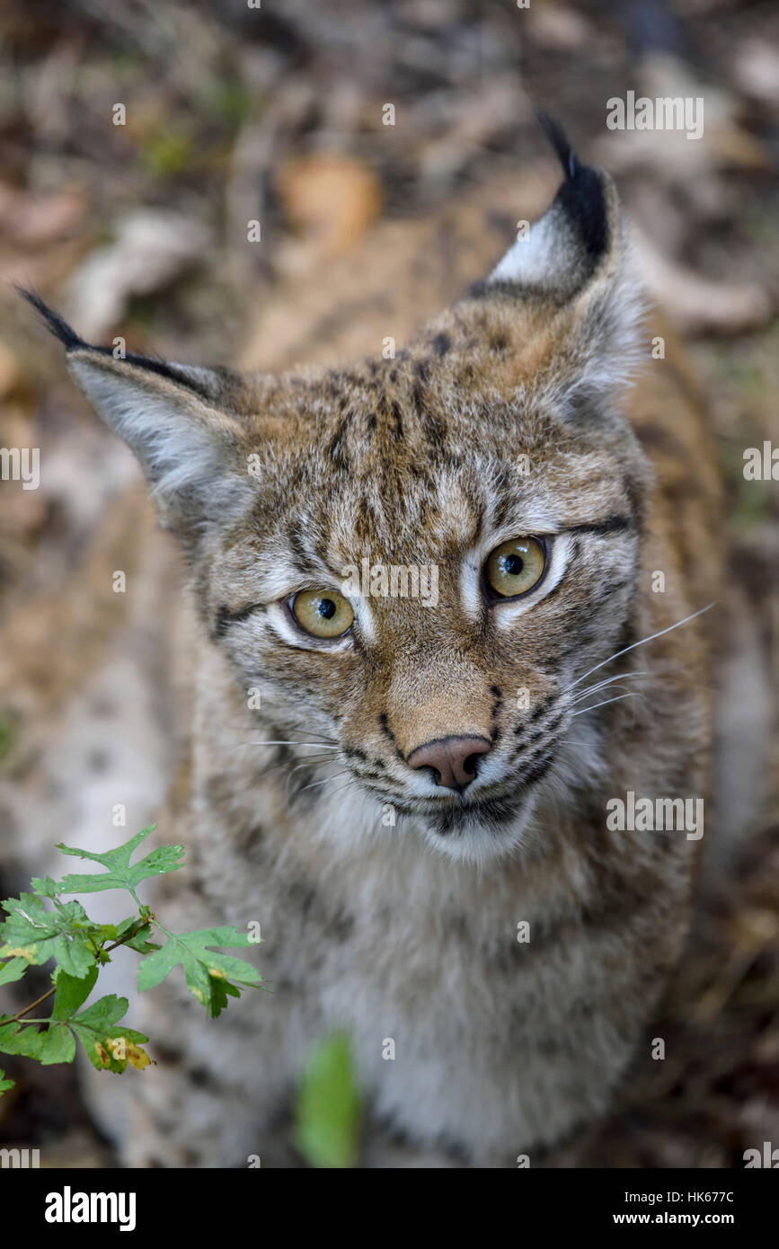 Eurasian lynx (Lynx lynx), portrait, Parc Animalier de Sainte-Croix ...