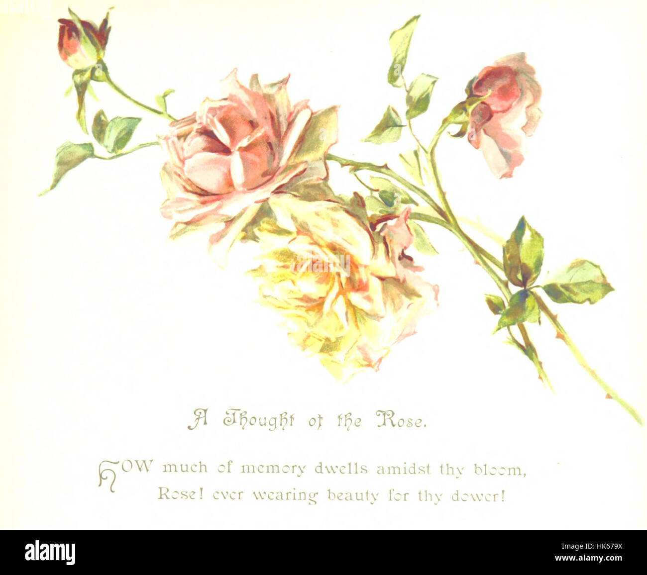 Image from 'Rose Leaves', a collection of poems dedicated to roses ...