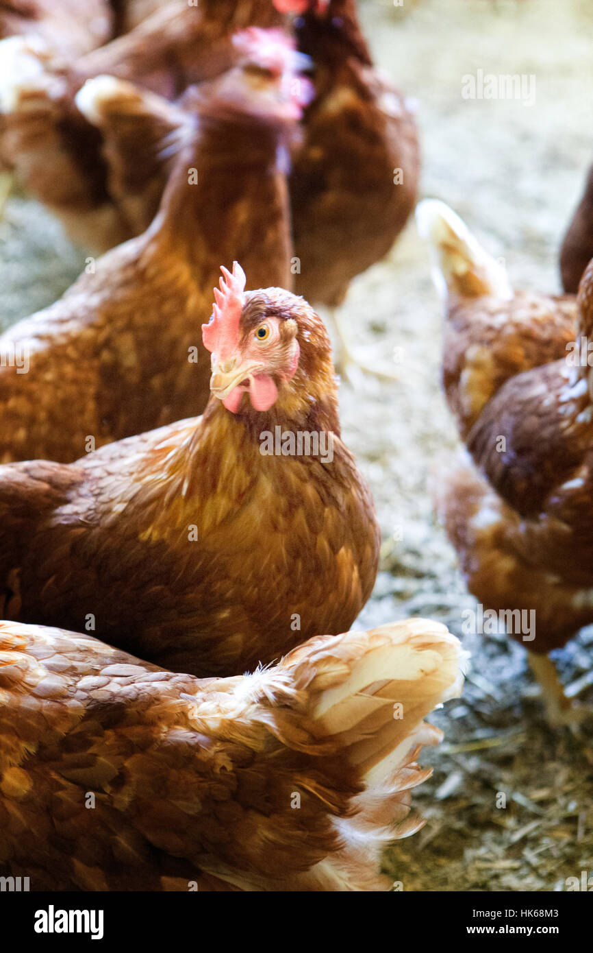Laying chickens hi-res stock photography and images - Alamy