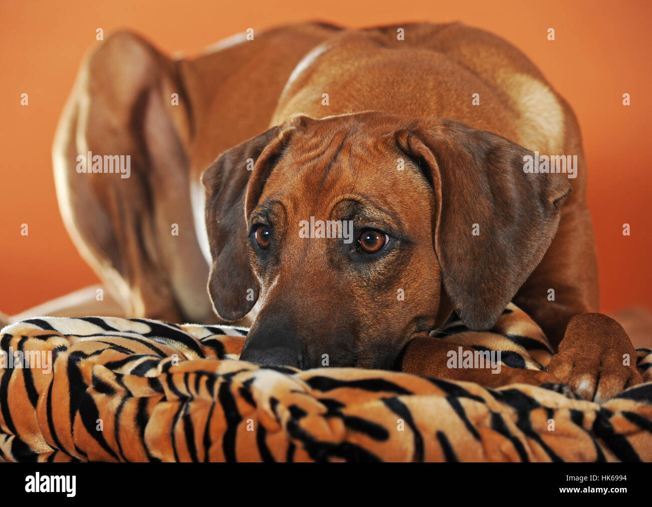 Rhodesian Ridgeback lying on cushion, female dog Stock Photo - Alamy