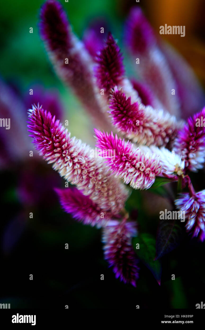 Purple veronica hi-res stock photography and images - Alamy