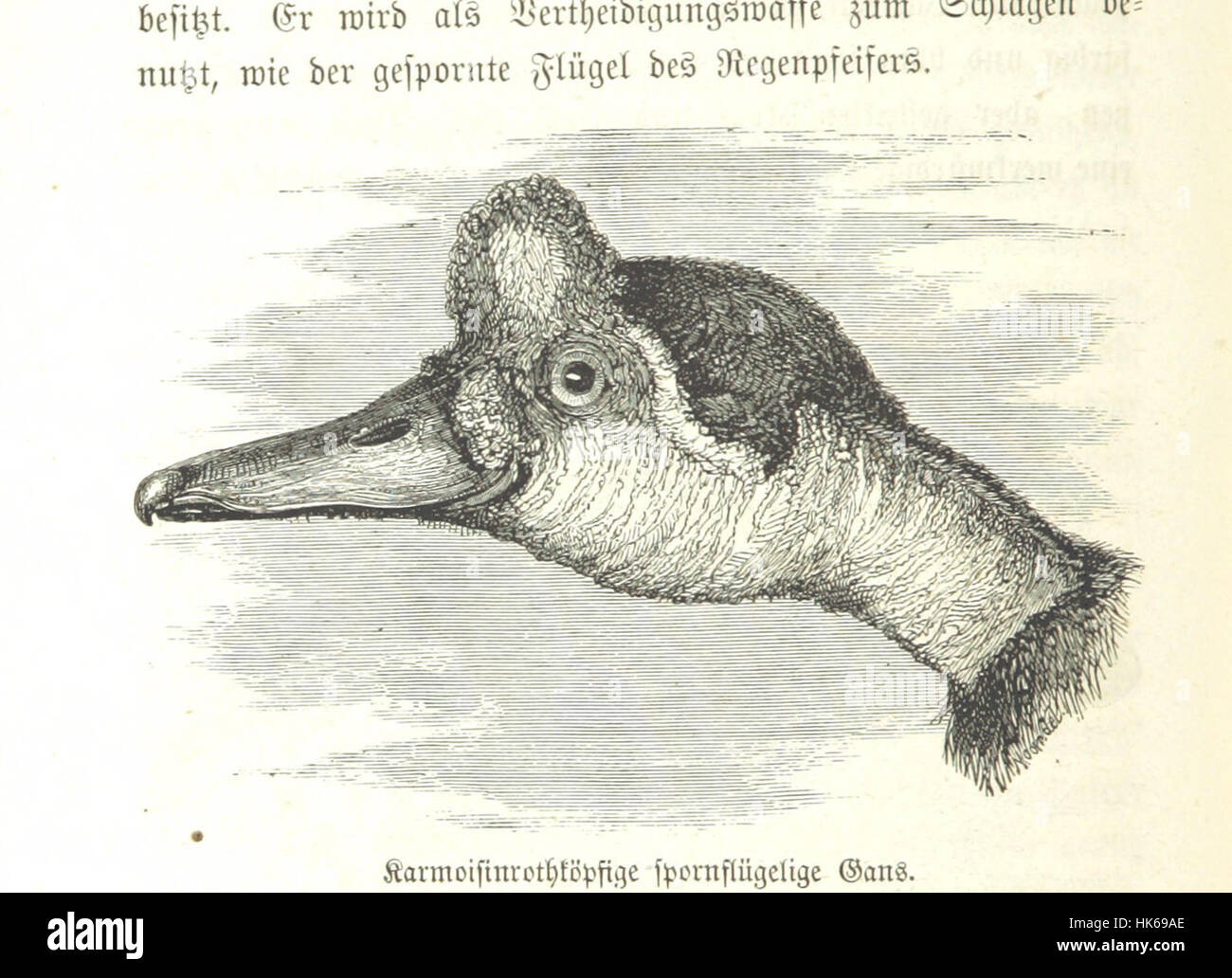 An image from page 238 of 'Der Albert Nyanza,' detailing the ...