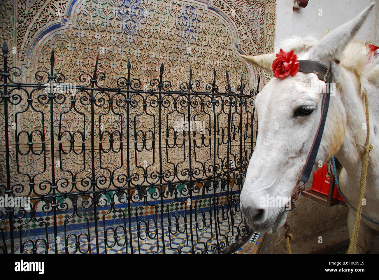 White mule and tiled fountain in the old medina of Fez Morcco Stock ...