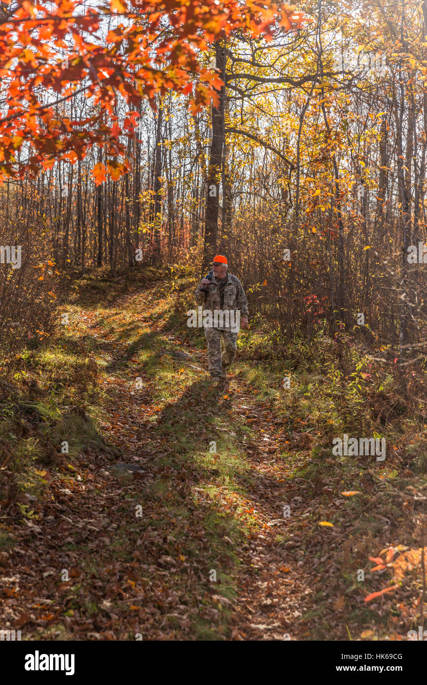 Ruffed grouse hunting in autumn Stock Photo - Alamy