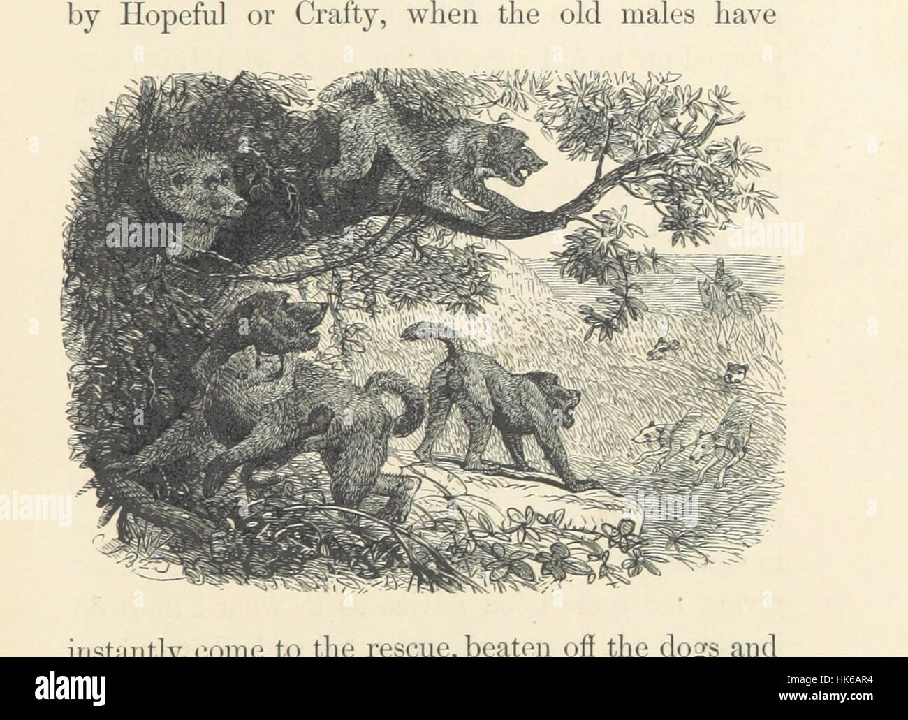 Illustration from page 245 of 'African Hunting,' depicting hunting ...