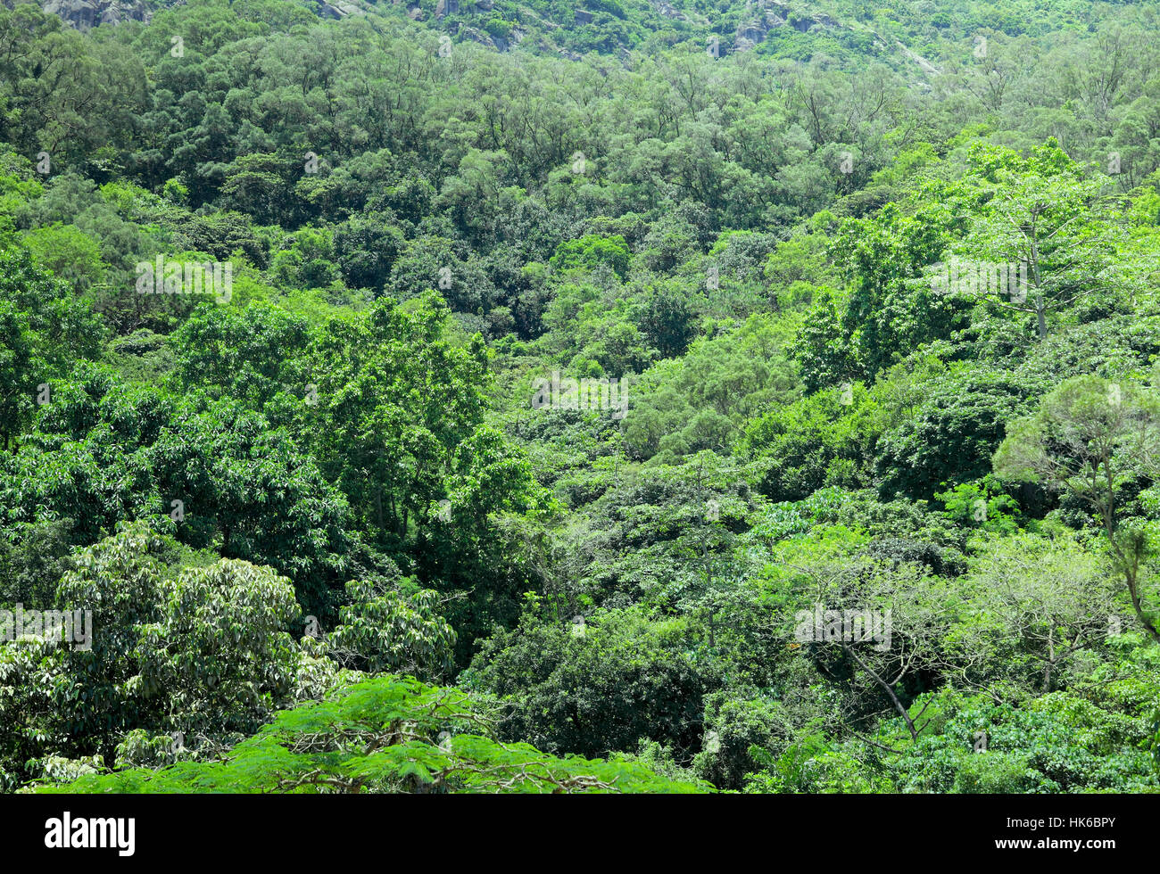 environment, enviroment, tree, park, wood, wild, jungle, outdoor ...