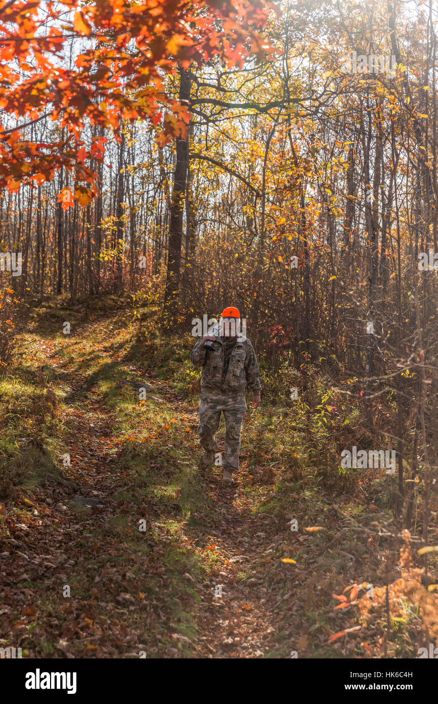 Ruffed grouse hunting in autumn Stock Photo - Alamy