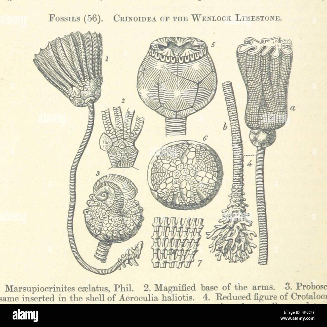 Image from 'Siluria', detailing the geological history of the oldest ...