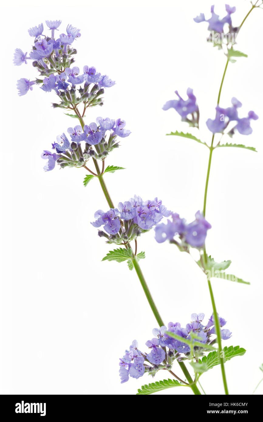 flower, plant, bloom, blossom, flourish, flourishing, purple, blue ...
