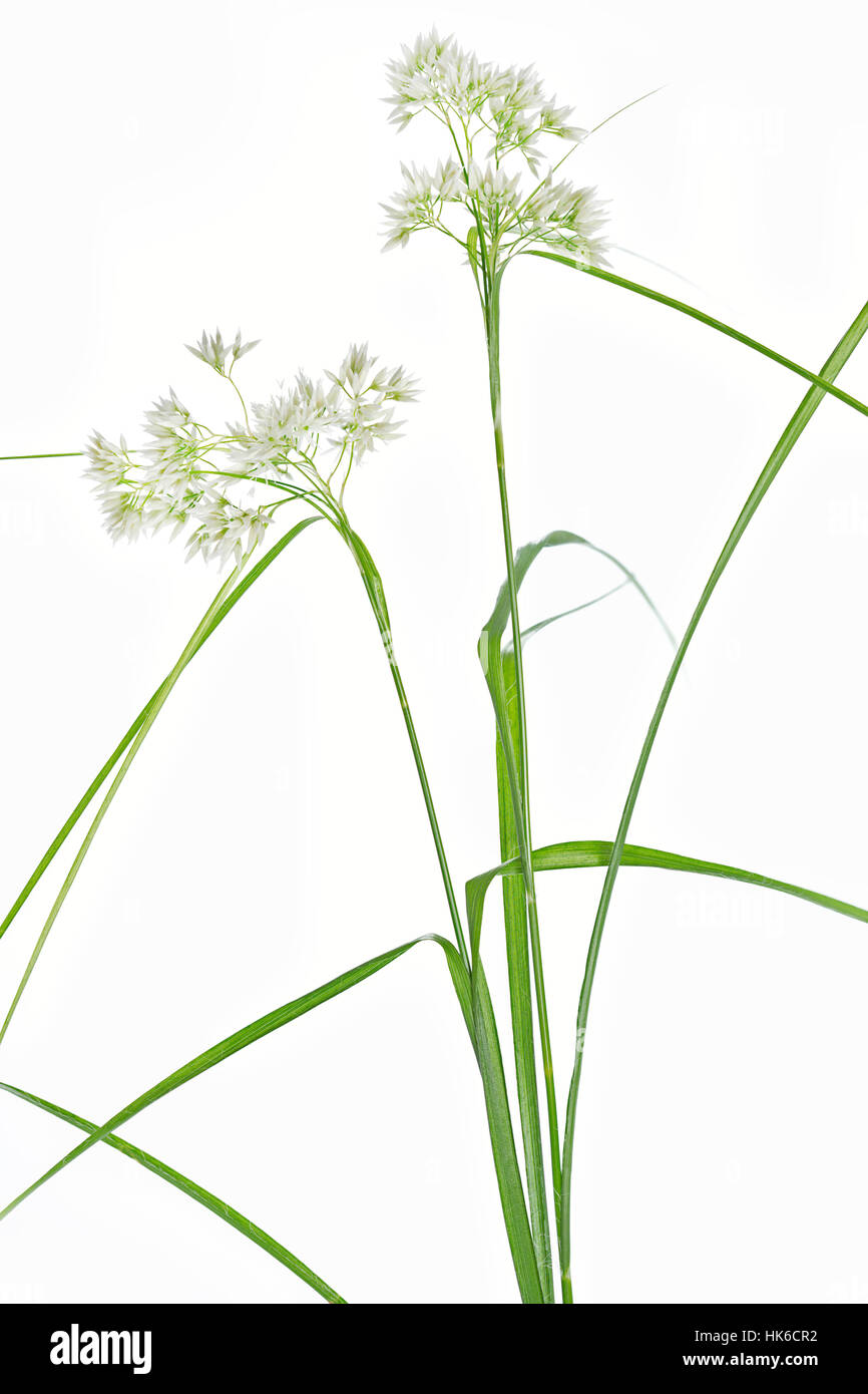 Woodrush lawn hi-res stock photography and images - Alamy