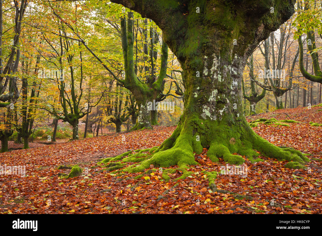 tree, trees, landscape, scenery, countryside, nature, lawn, green ...