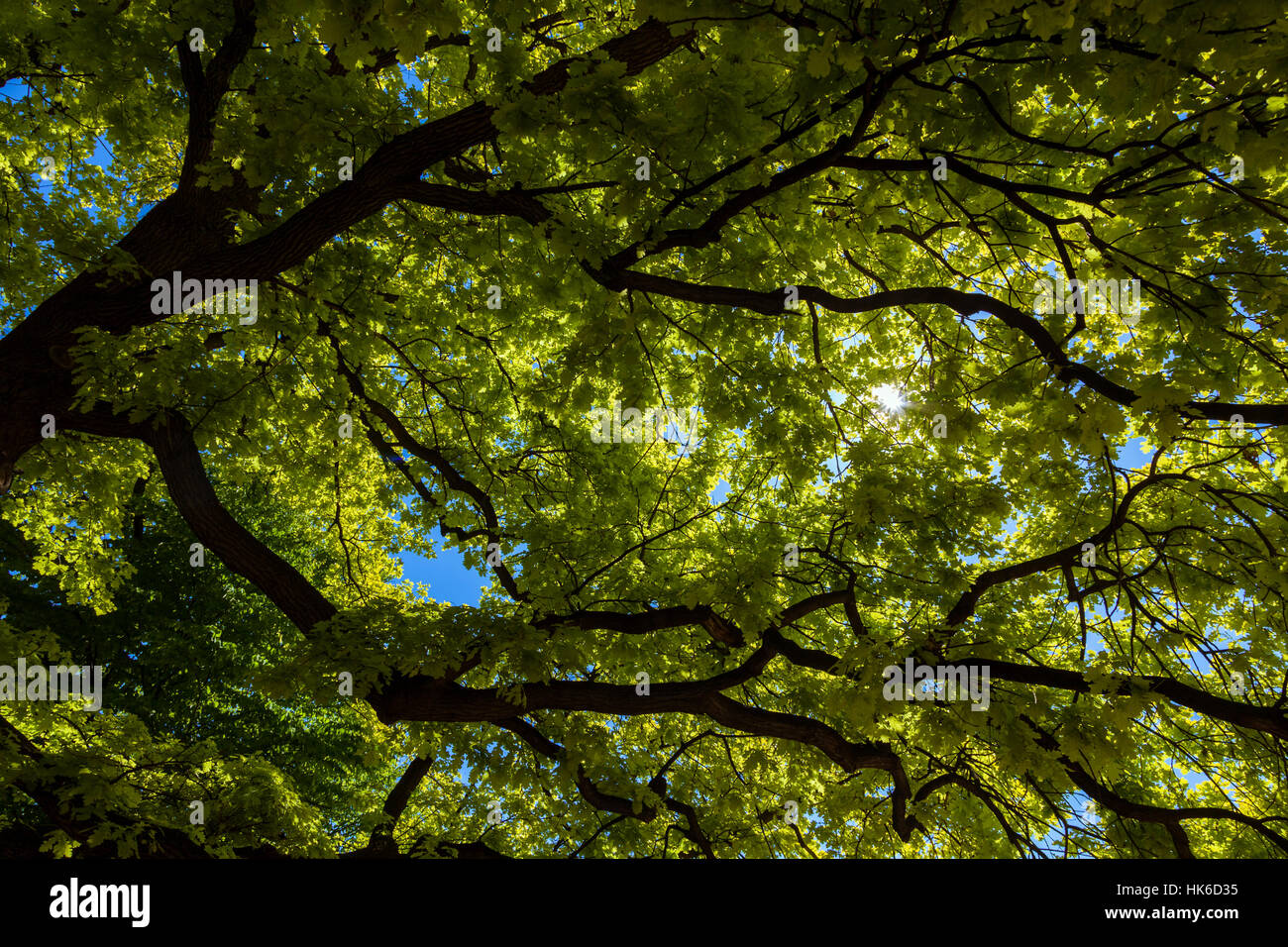 Heavenly canopy hi-res stock photography and images - Alamy