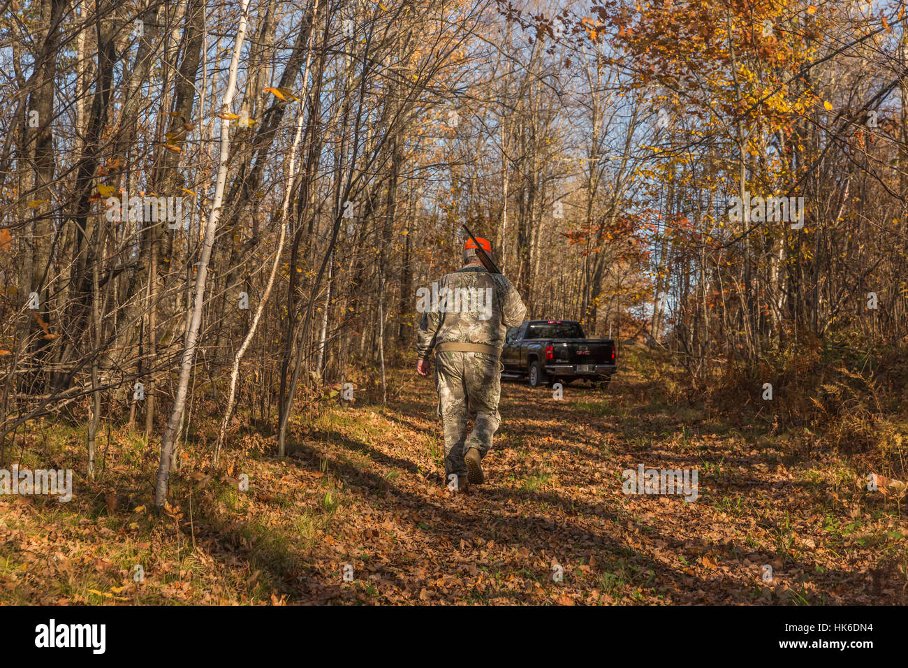 Ruffed grouse hunting in autumn Stock Photo - Alamy