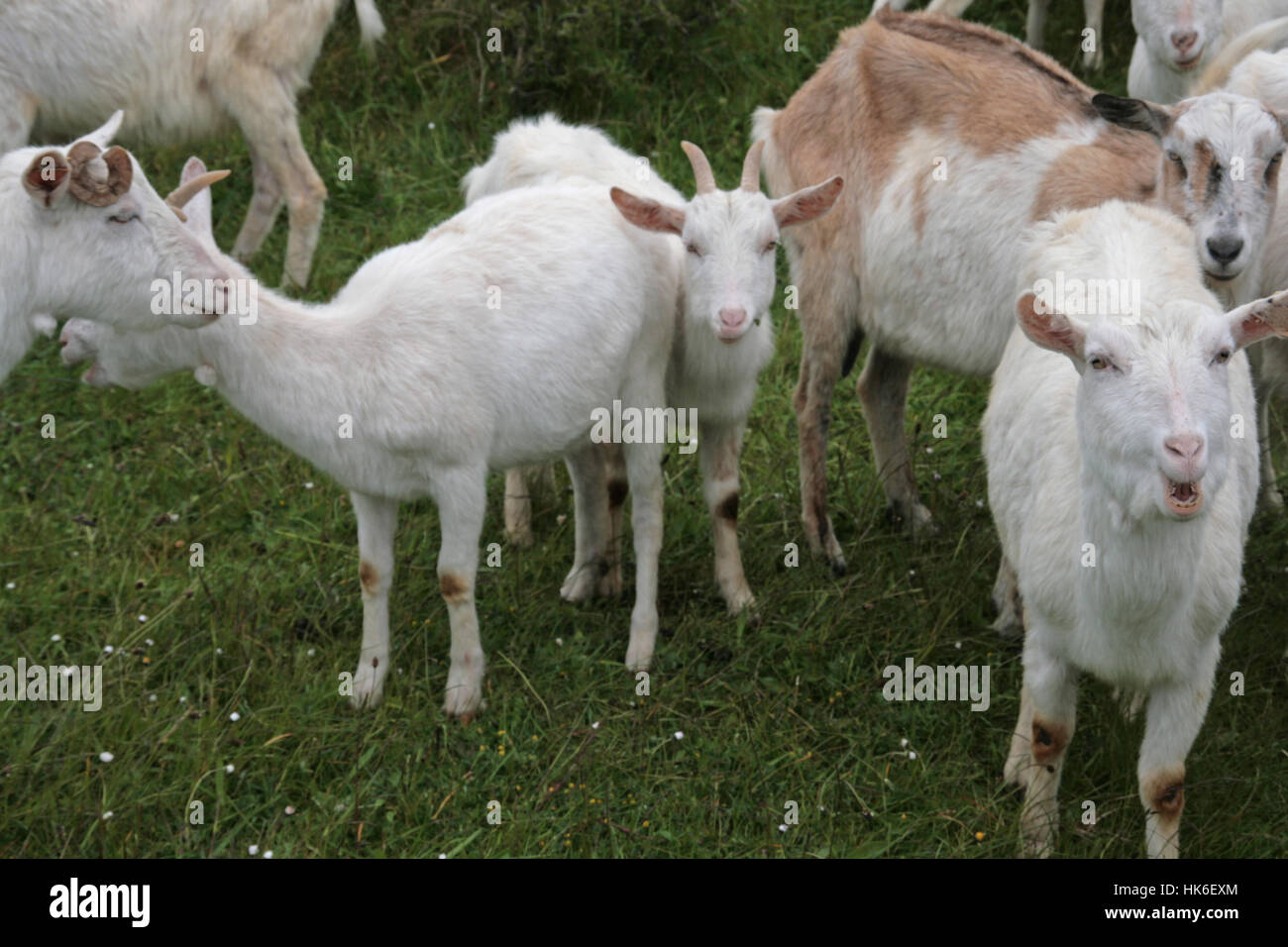 goat, skin, cornets, herd, farm animal, watching, observe, watch ...