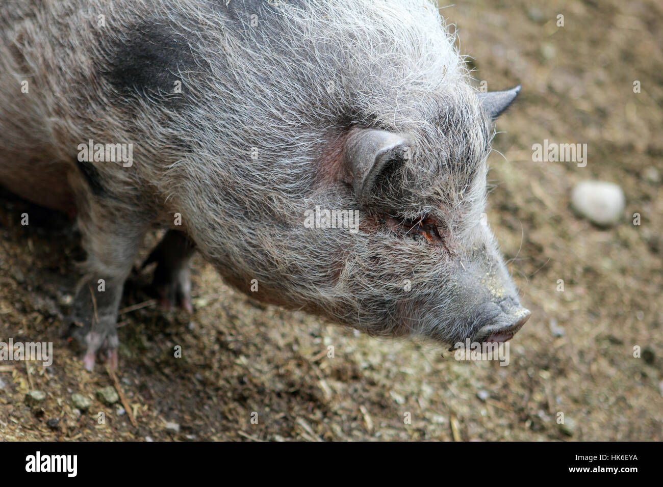 mini pig (sus scrofa f. domestica,teacup pigs Stock Photo - Alamy