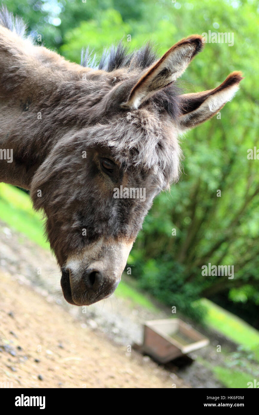 horse, horses, donkey, pack animal, sardinia, horse, horses, islands ...