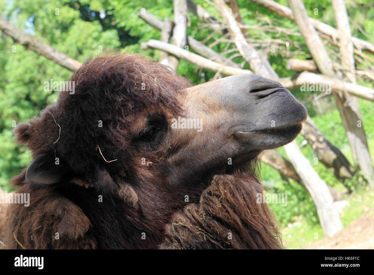 Trampeltiere hi-res stock photography and images - Alamy