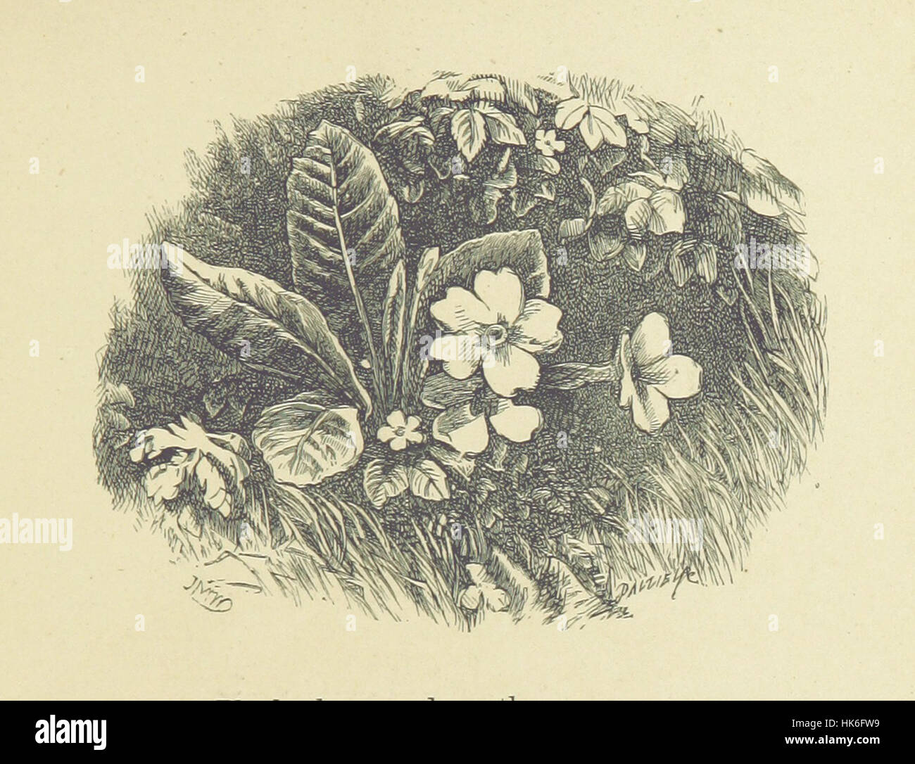 Image from 'Wordsworth's Poems for the Young', showcasing the works of ...