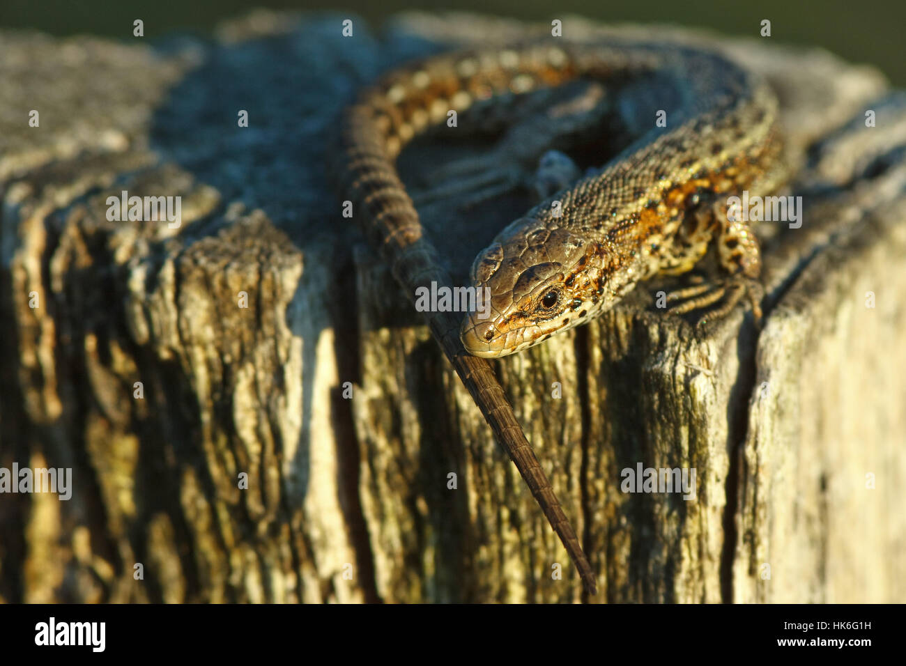 reptile, fen, lizards, macro, close-up, macro admission, close up view ...