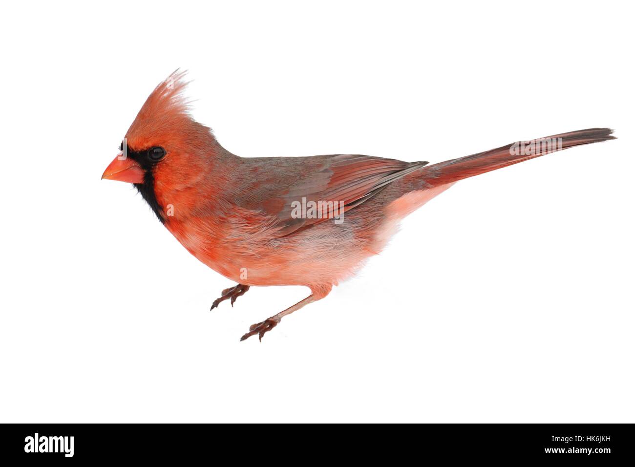 isolated, bird, cardinal, white, nature, isolated, animal, bird, wild ...