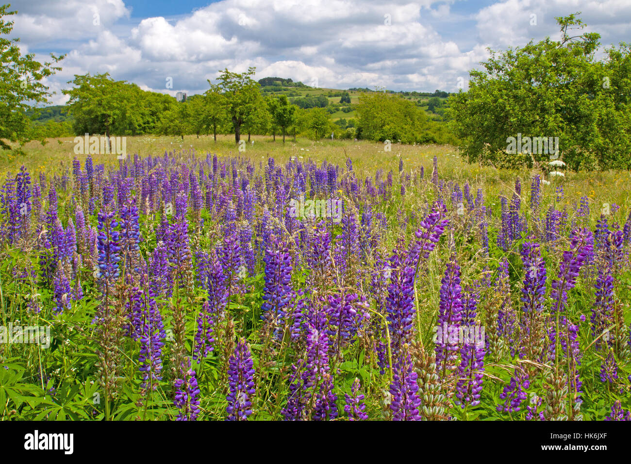 Lupinenfeld hi-res stock photography and images - Alamy