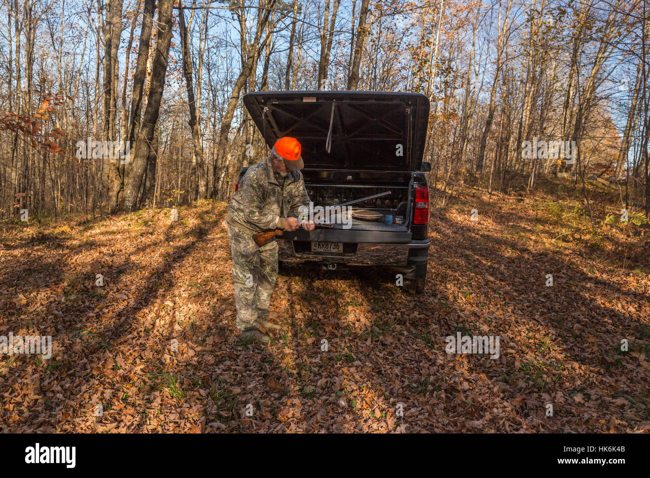Ruffed grouse hunting in autumn Stock Photo - Alamy
